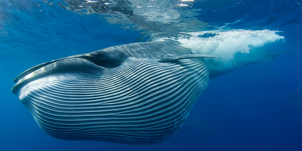 Bryde's Whale – Nudi and the Whale