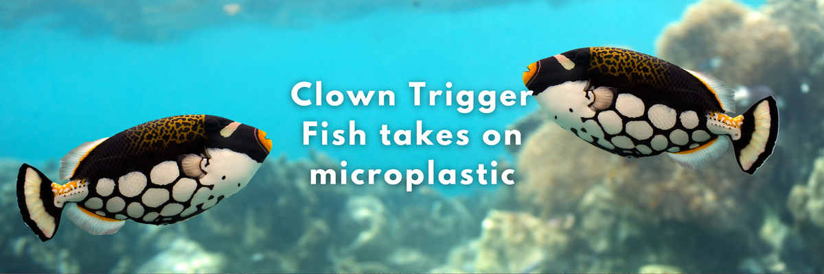 The Unseen Invaders: Microplastics in Our Oceans – Nudi and the Whale